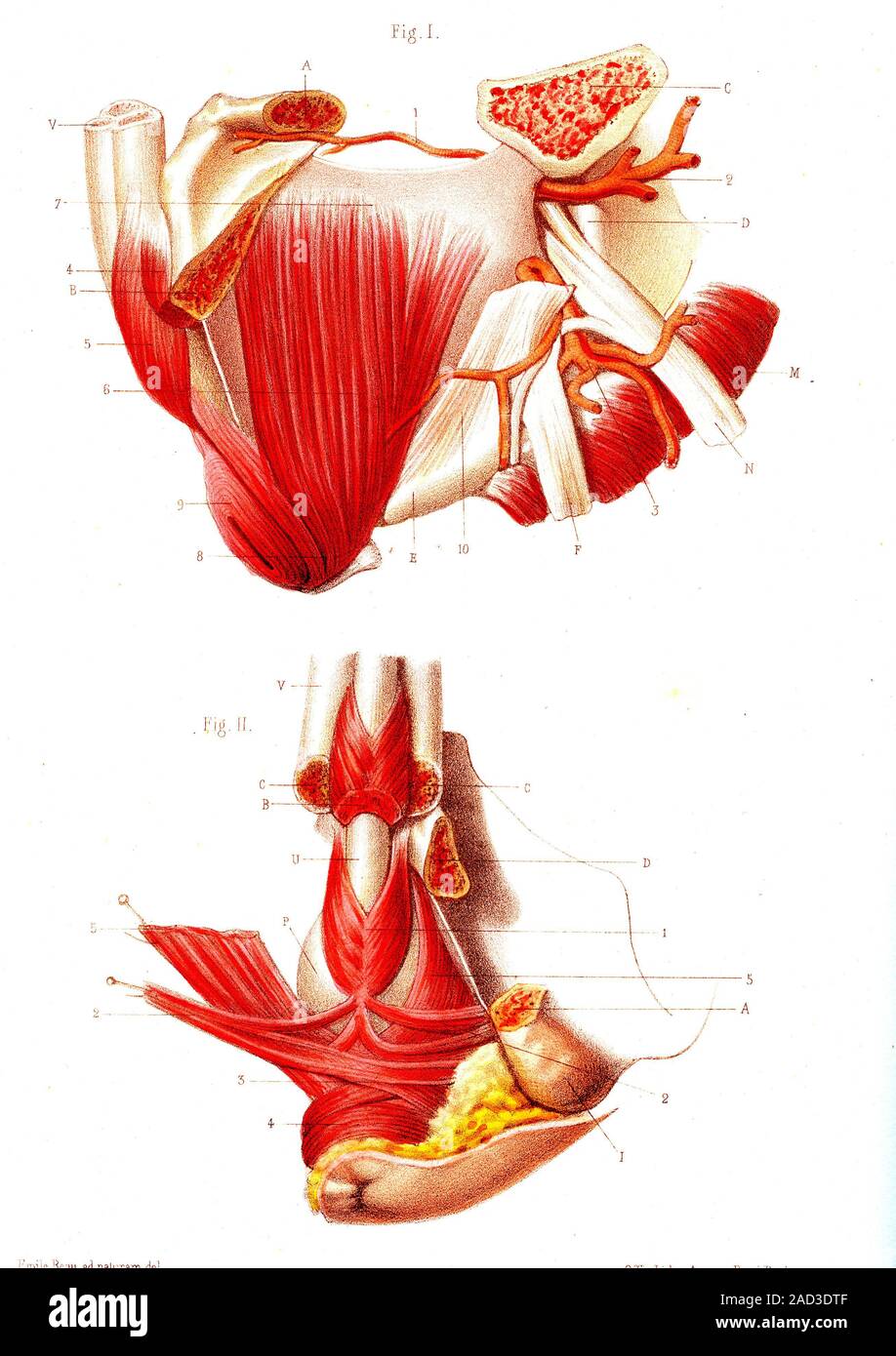 Muscles of the perineum. 1866 illustration showing the muscles of the ...