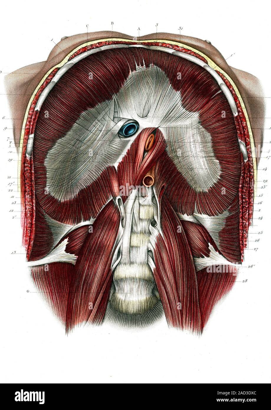 Diaphragm. 1866 illustration of an axial section through the chest ...