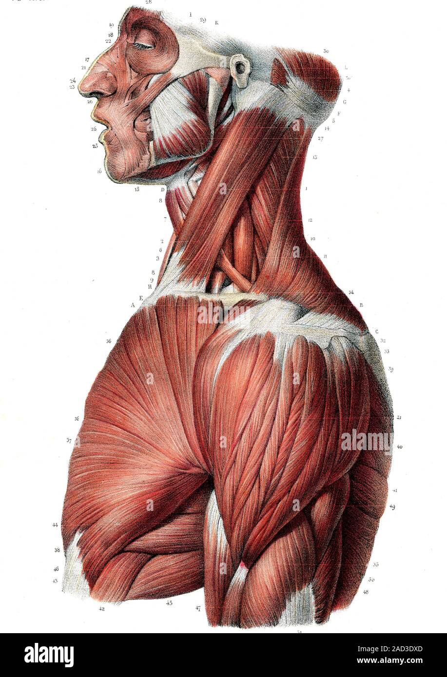Upper body muscles. 1866 illustration showing the muscle structure of ...