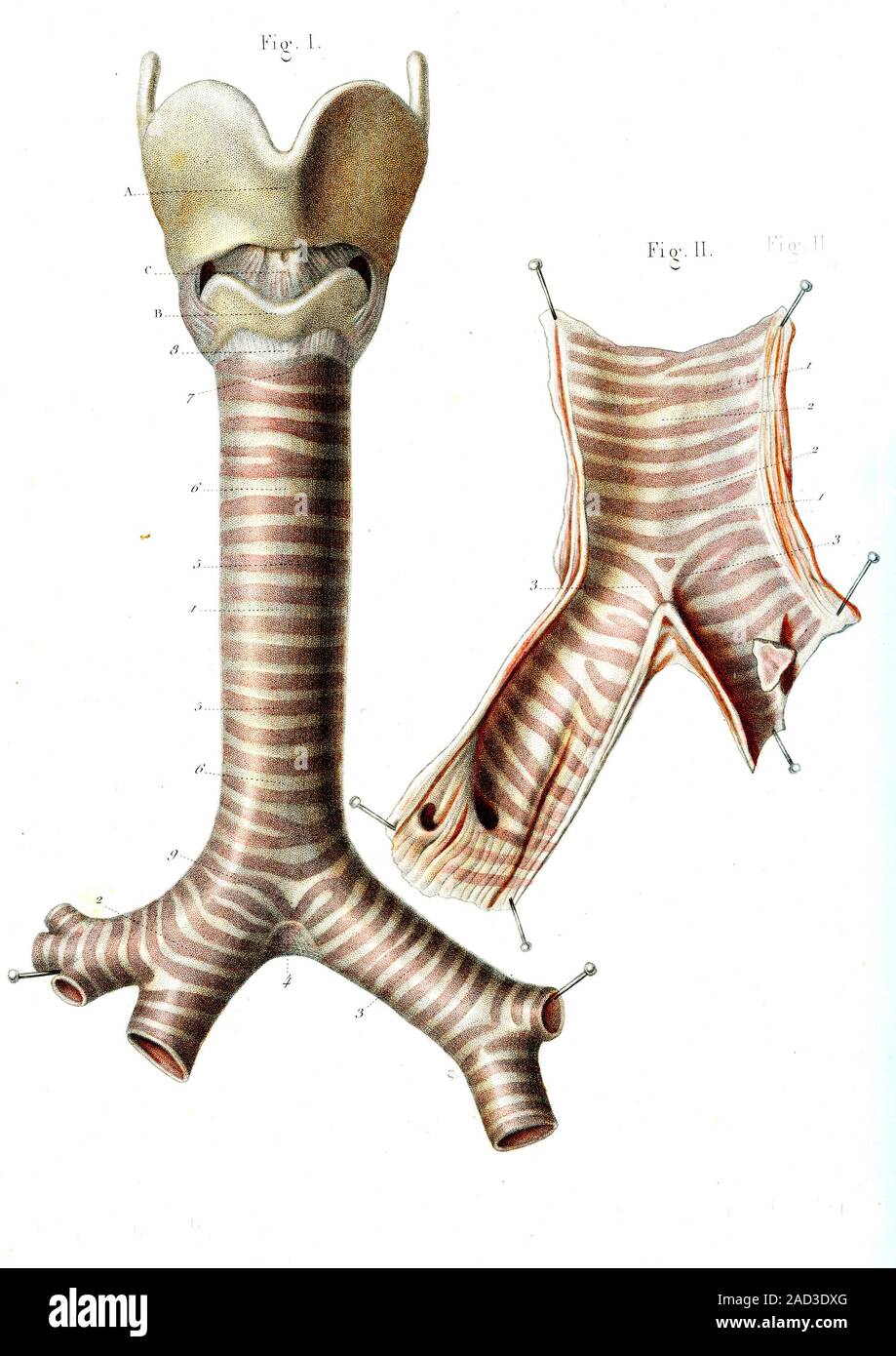 Human airways, 1866 illustration. Fig. 1: voice box (larynx, top ...