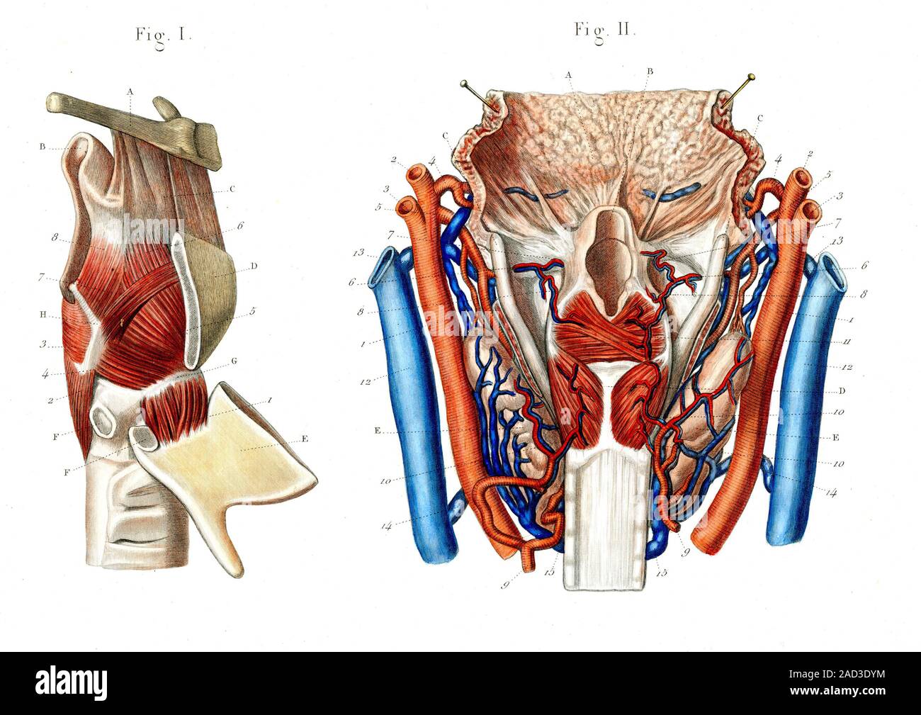 Voice box anatomy. 1866 anatomical illustrations showing the muscles ...