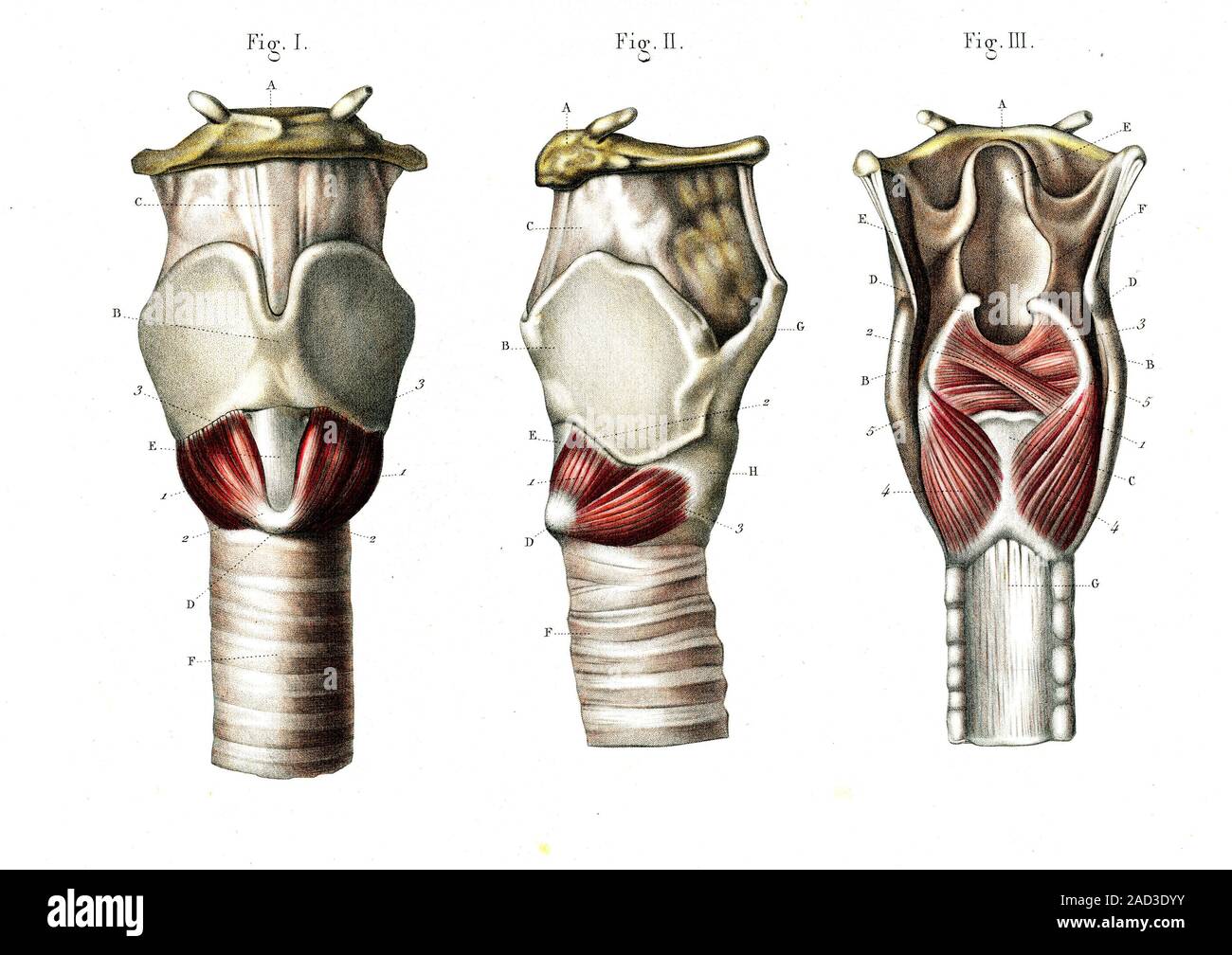 Voice box anatomy. 1866 anatomical illustration showing the muscles ...
