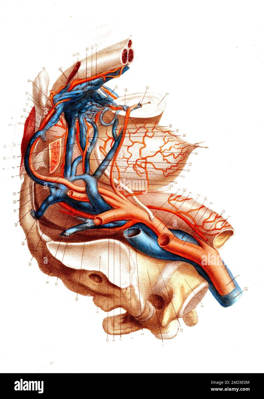Male pelvic blood supply. 1866 illustration showing the major veins ...