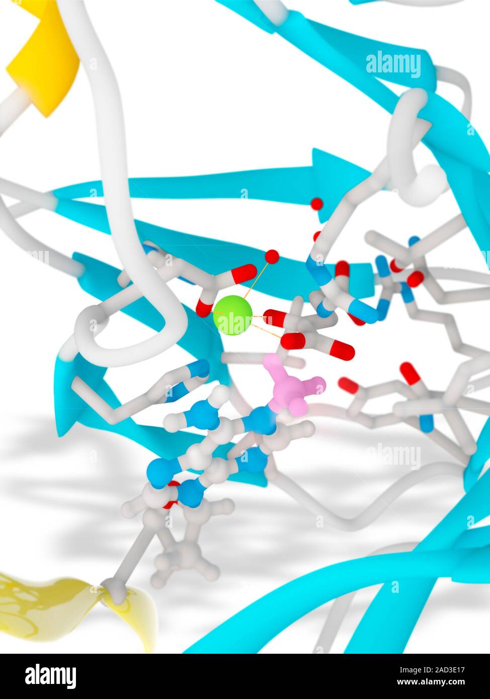 AlkB protein active site. Computer illustration showing the molecular ...