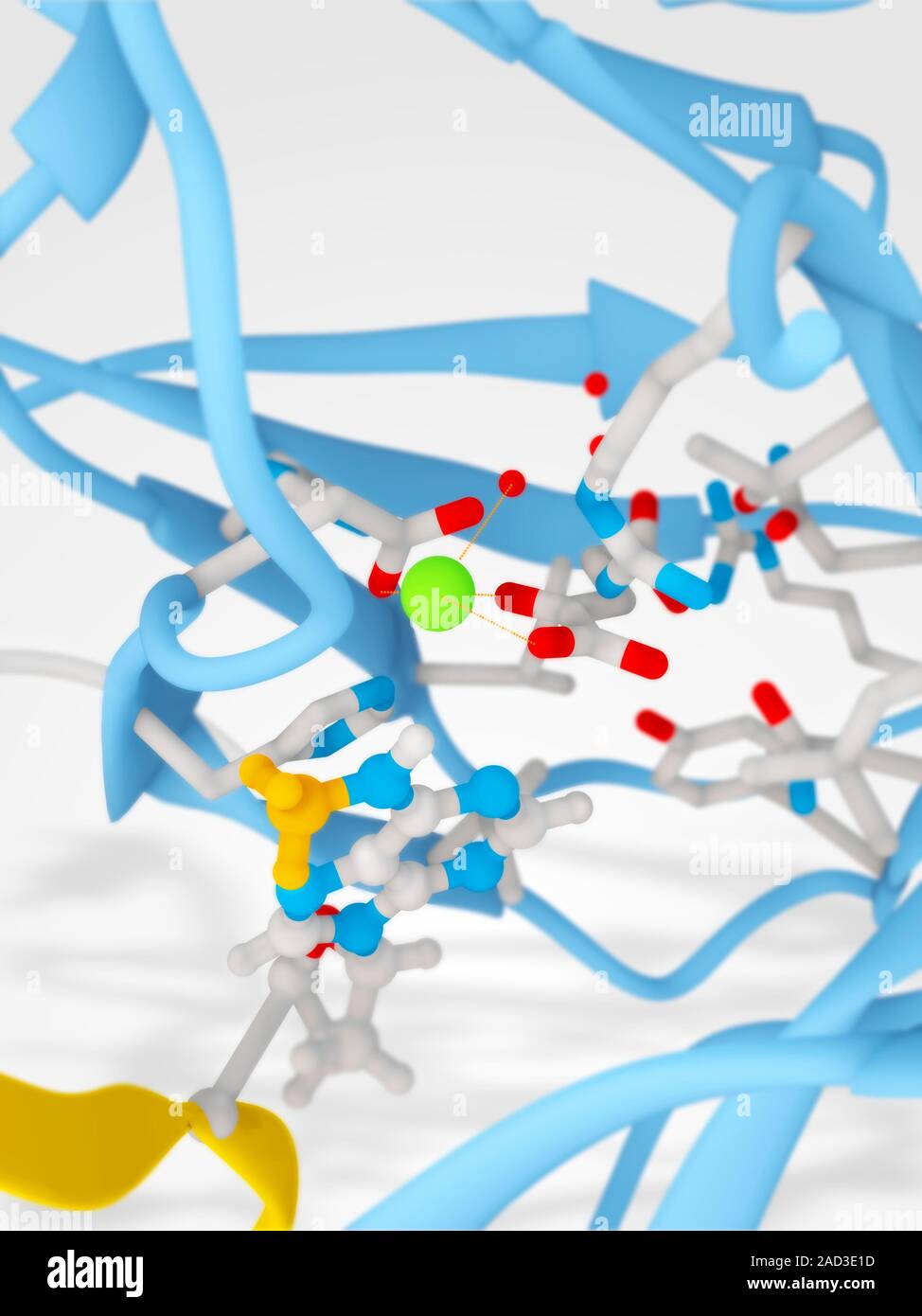 AlkB protein active site. Computer illustration showing the molecular ...
