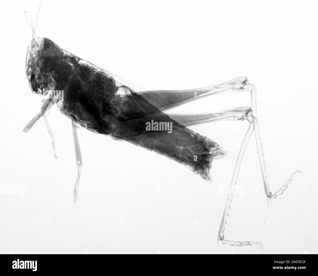 Grasshopper, X-ray. Grasshoppers are insects related to locusts and ...