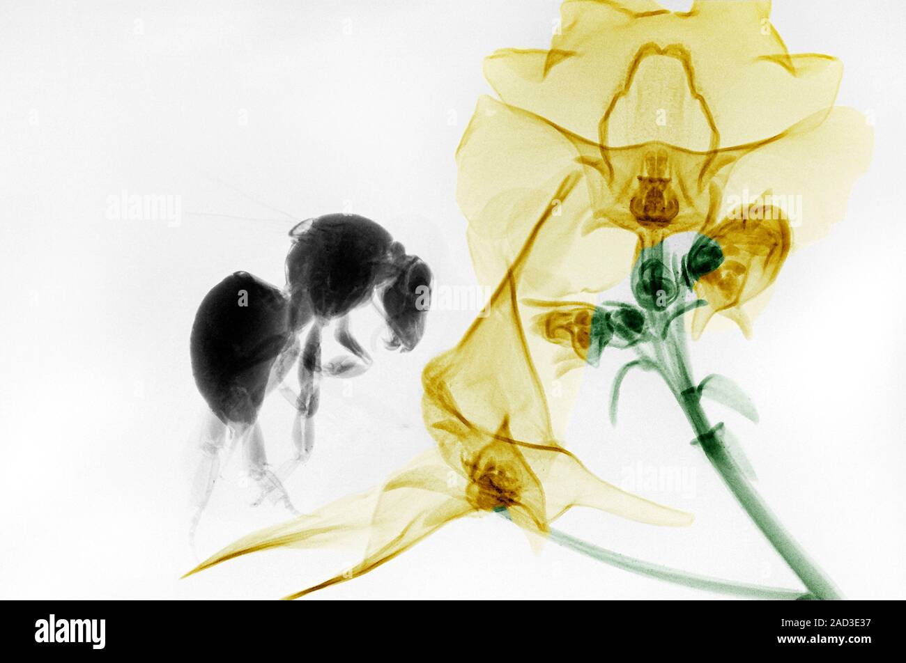 Not for print or poster uses Bumblebee on a flower, coloured X-ray ...