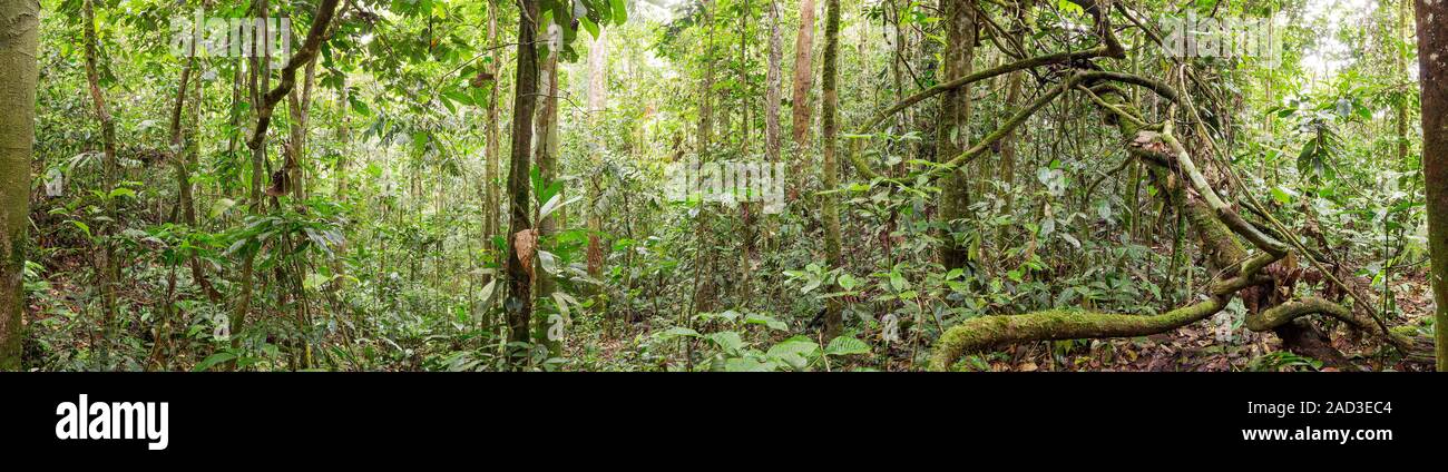 Interior of tropical rainforest with lianas. Photographed in the ...