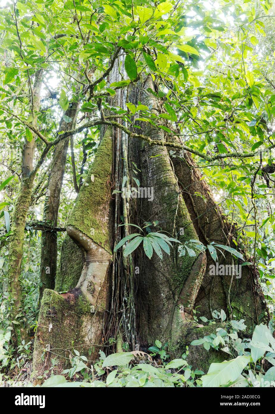 Large rainforest tree with buttress roots growing in the Ecuadorian ...