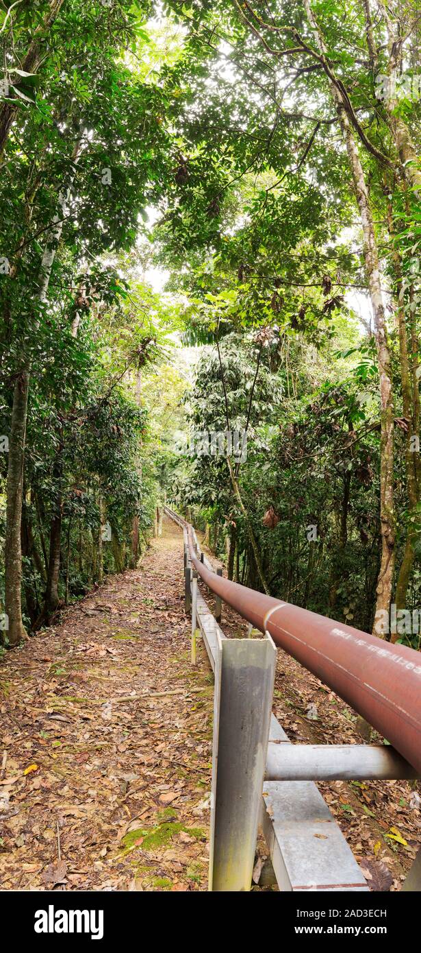 Oil pipeline transporting crude oil from wells in the jungle ...