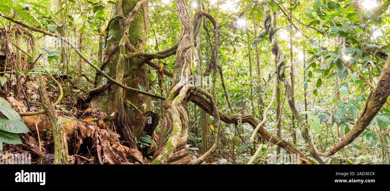 Tangle of lianas in the rainforest understory. Photographed in the Ecuadorian Amazon Stock Photo ...
