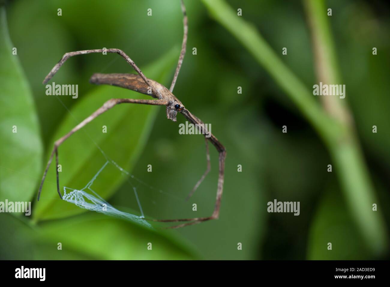 Ogre-faced spider (Deinopis sp) with silk web. This genera of spiders ...