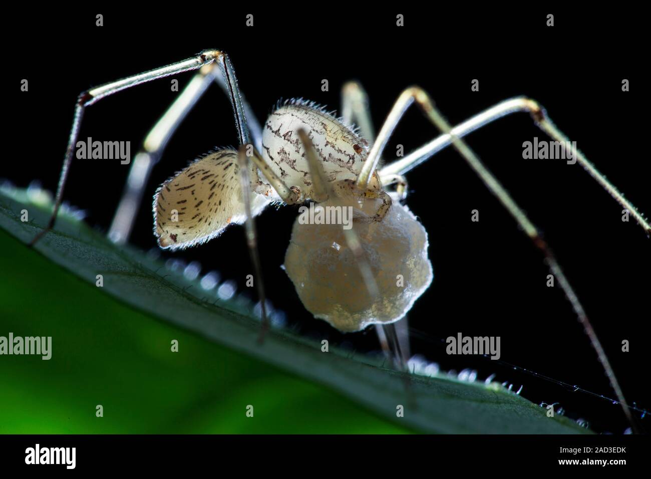 Spitting spider (Scytodes sp.) with egg sac. This group of spiders ...