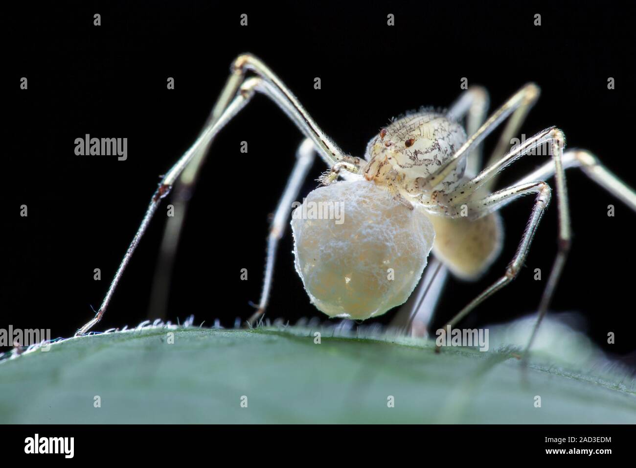 Spitting spider (Scytodes sp.) with egg sac. This group of spiders ...