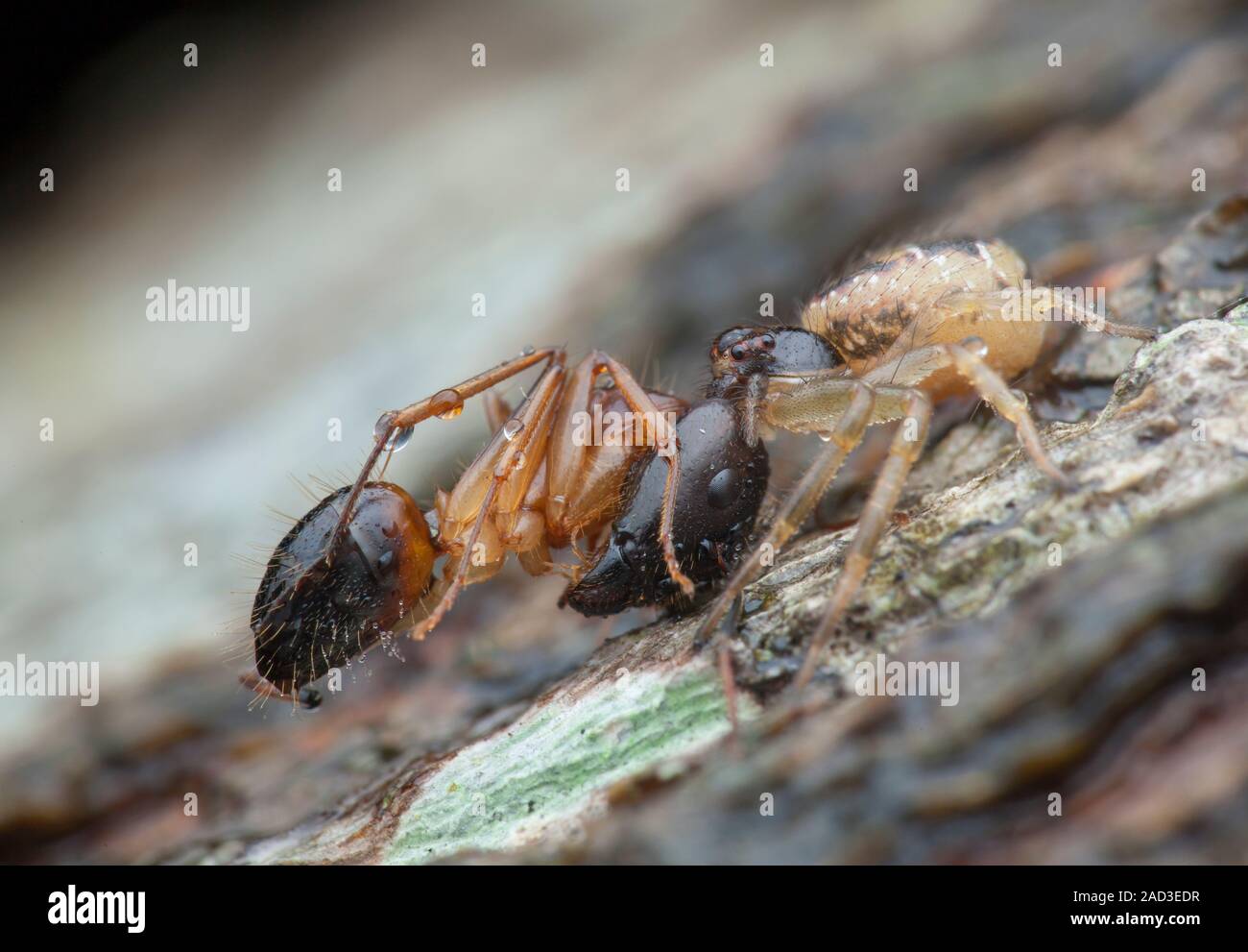 Spider with ant prey. Photographed in Singapore Stock Photo - Alamy