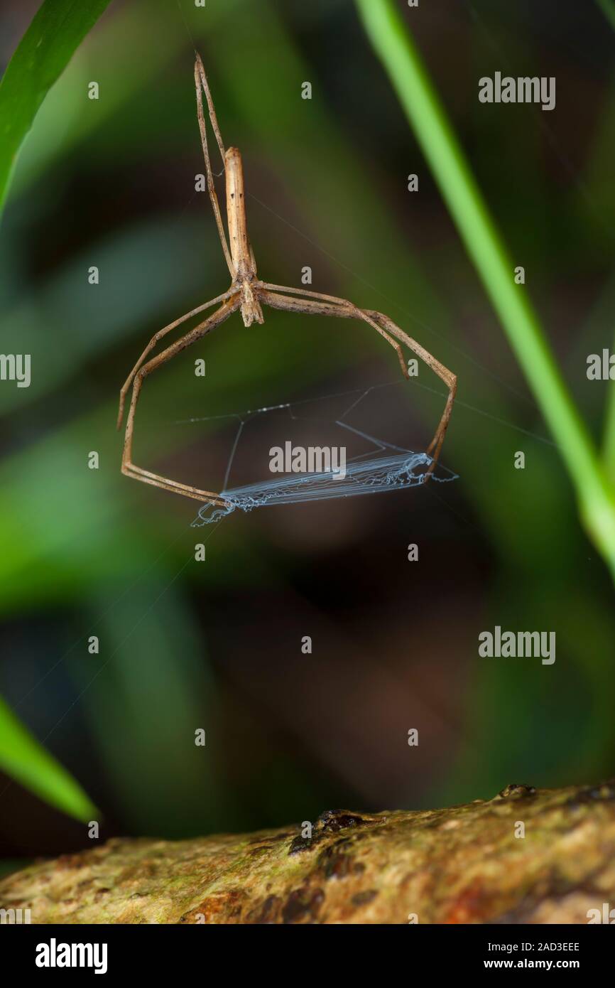 Ogre-faced spider (Deinopis sp) with silk web. This genera of spiders ...