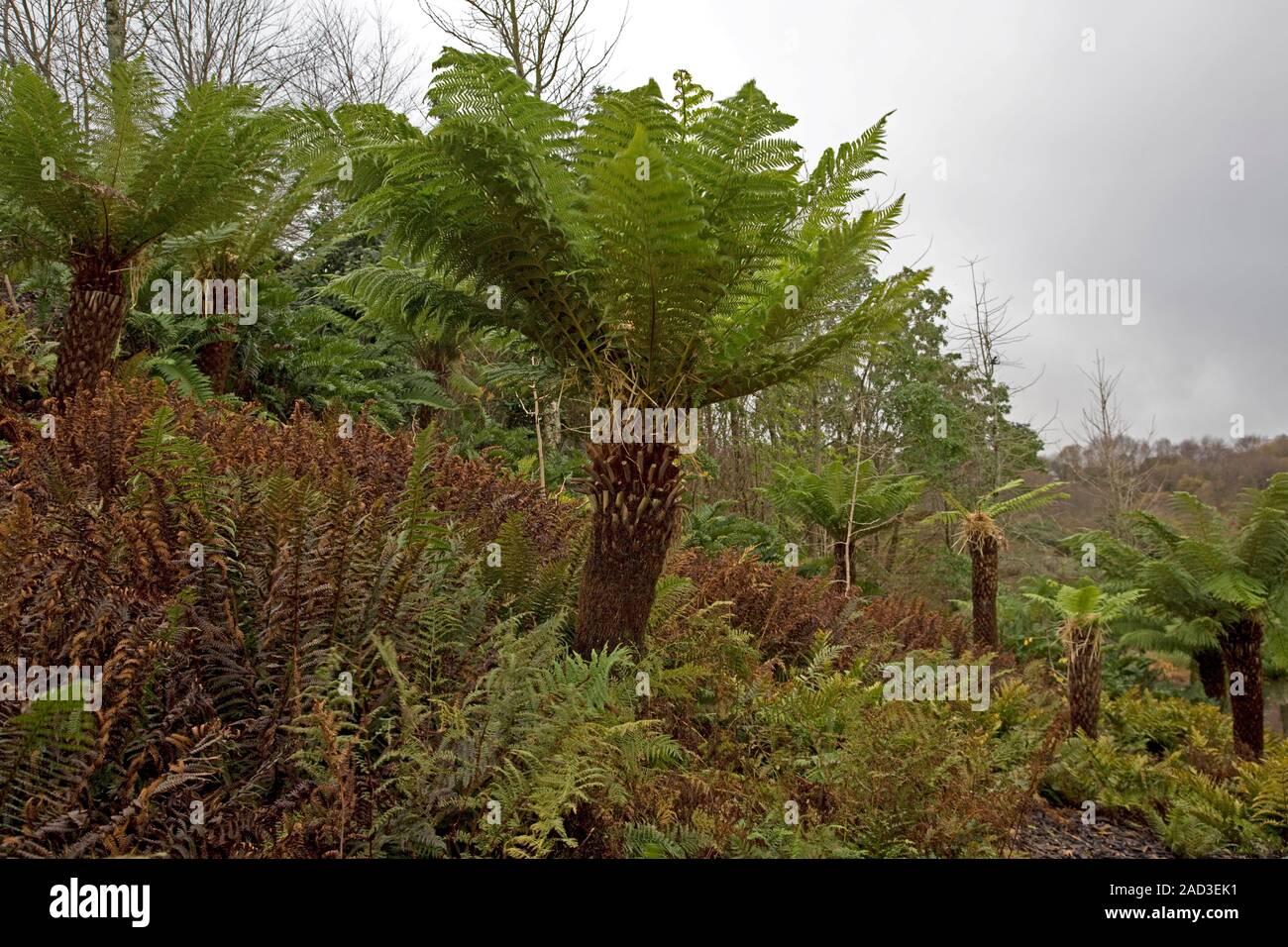 Tree ferns, Dicksonia antarctica, Eden Project, Cornwall, UK Stock ...