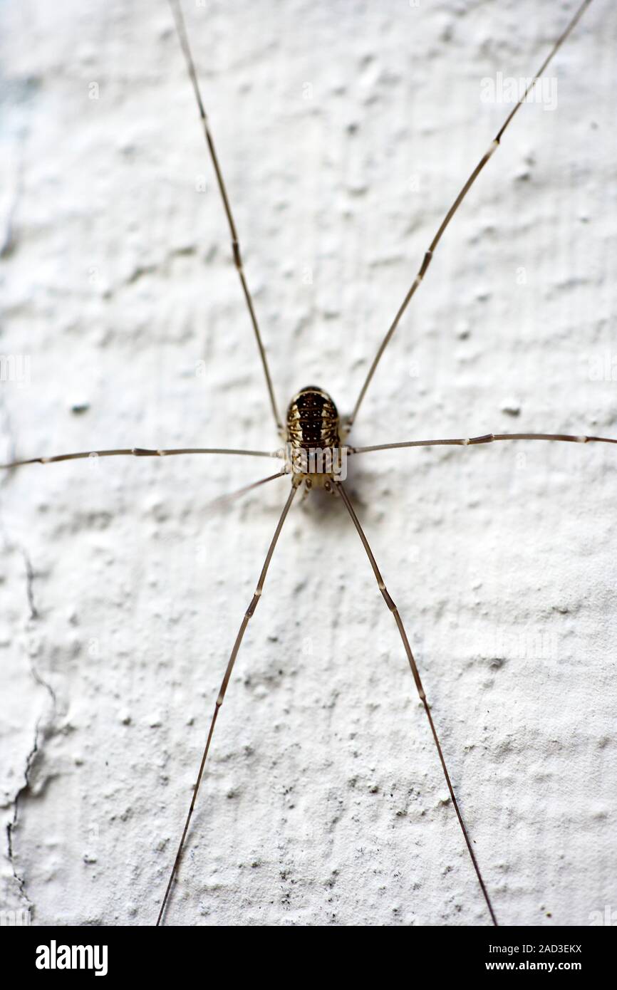 Daddy-long-legs spider (Pholcus phalangioides), also known as the ...