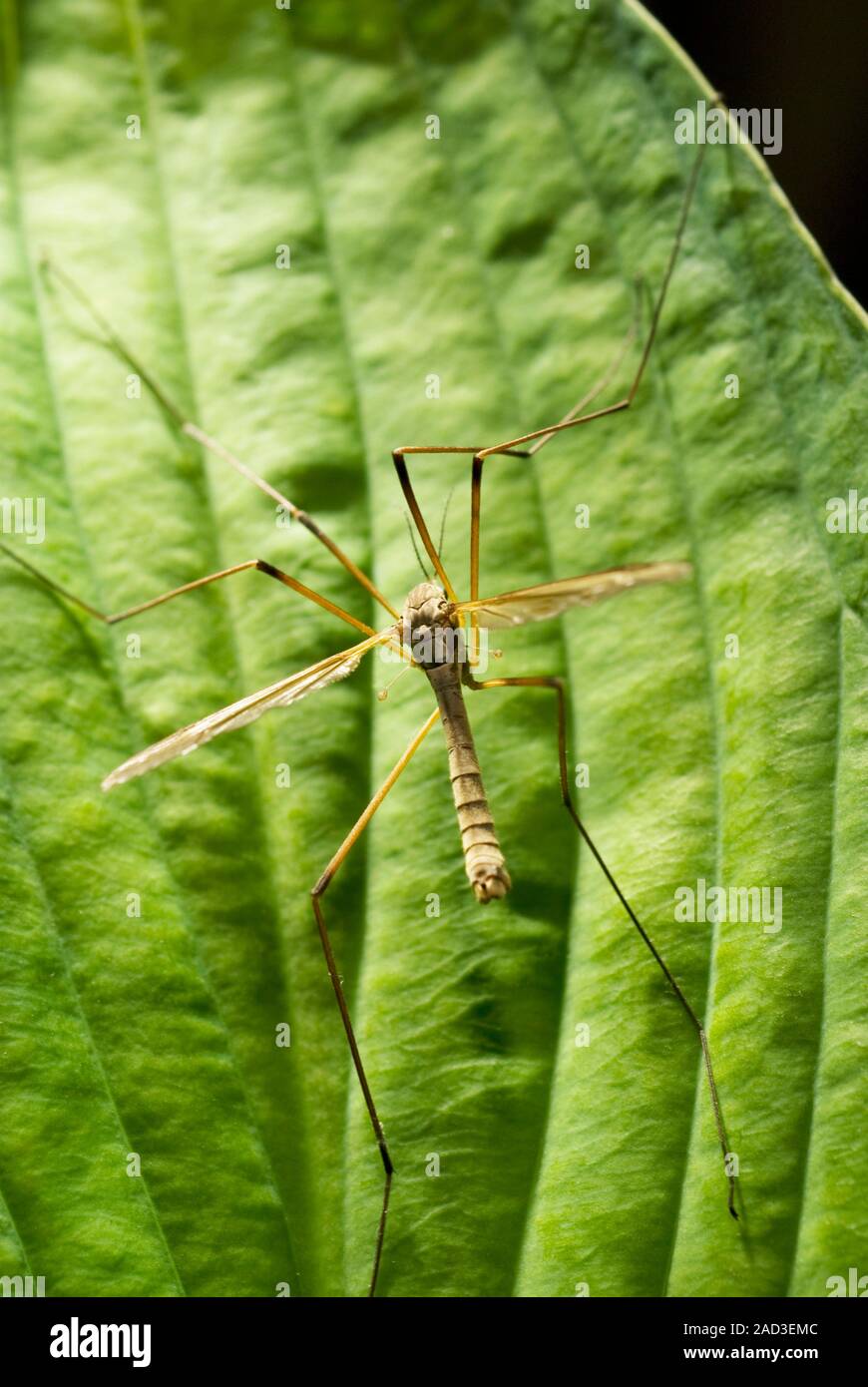 Crane fly (family Tipulidae) on a leaf. The crane fly, also known as ...
