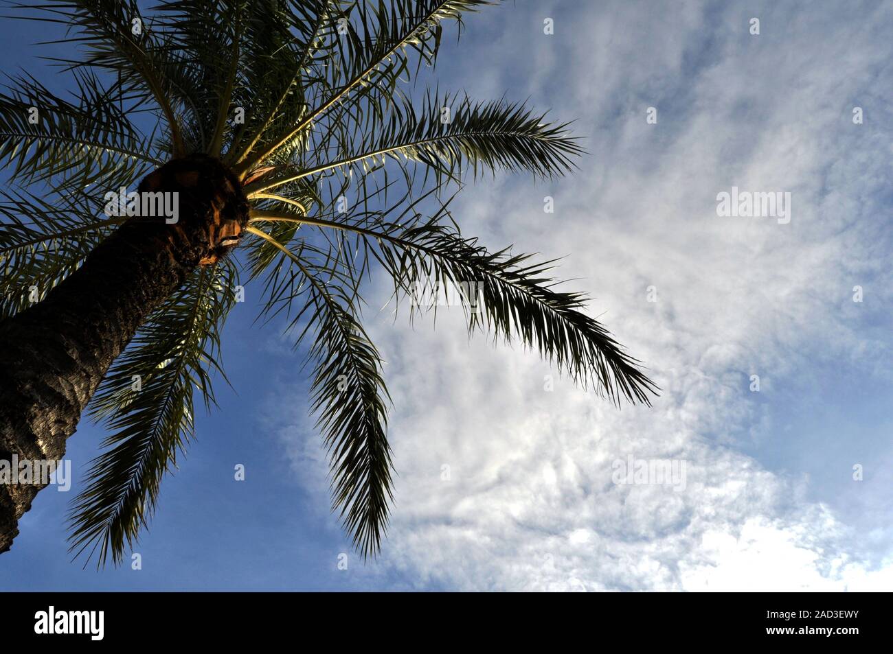 Spanish palm tree with the sky and clouds as the background bright ...