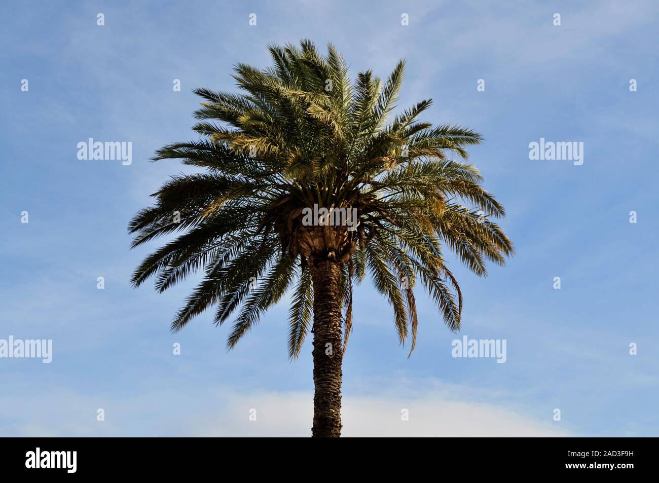 Spanish palm tree with the sky and clouds as the background bright ...