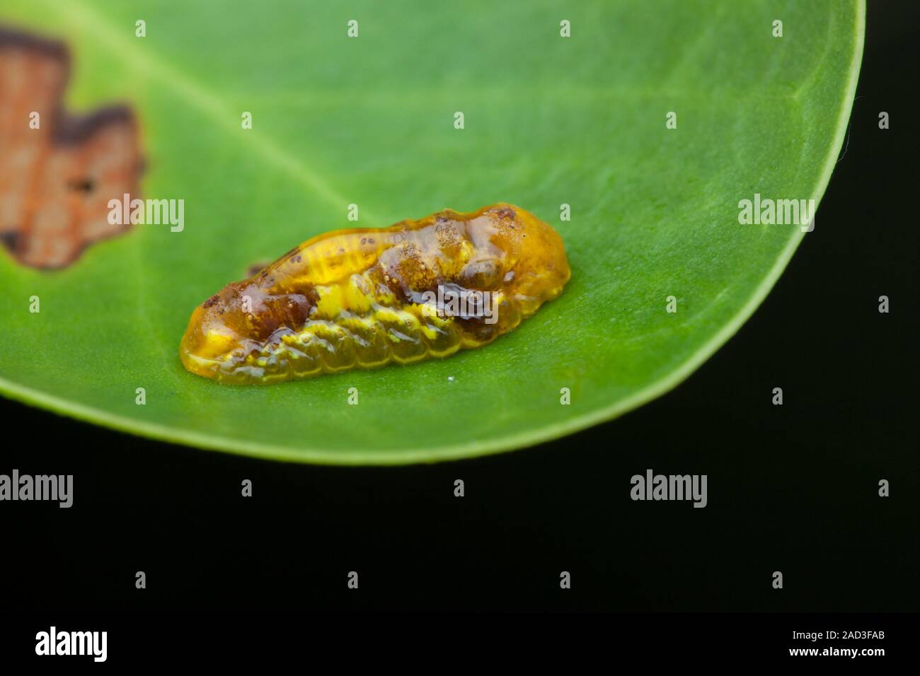 Moth slug caterpillar (Phauda sp.). Photographed in Singapore Stock ...