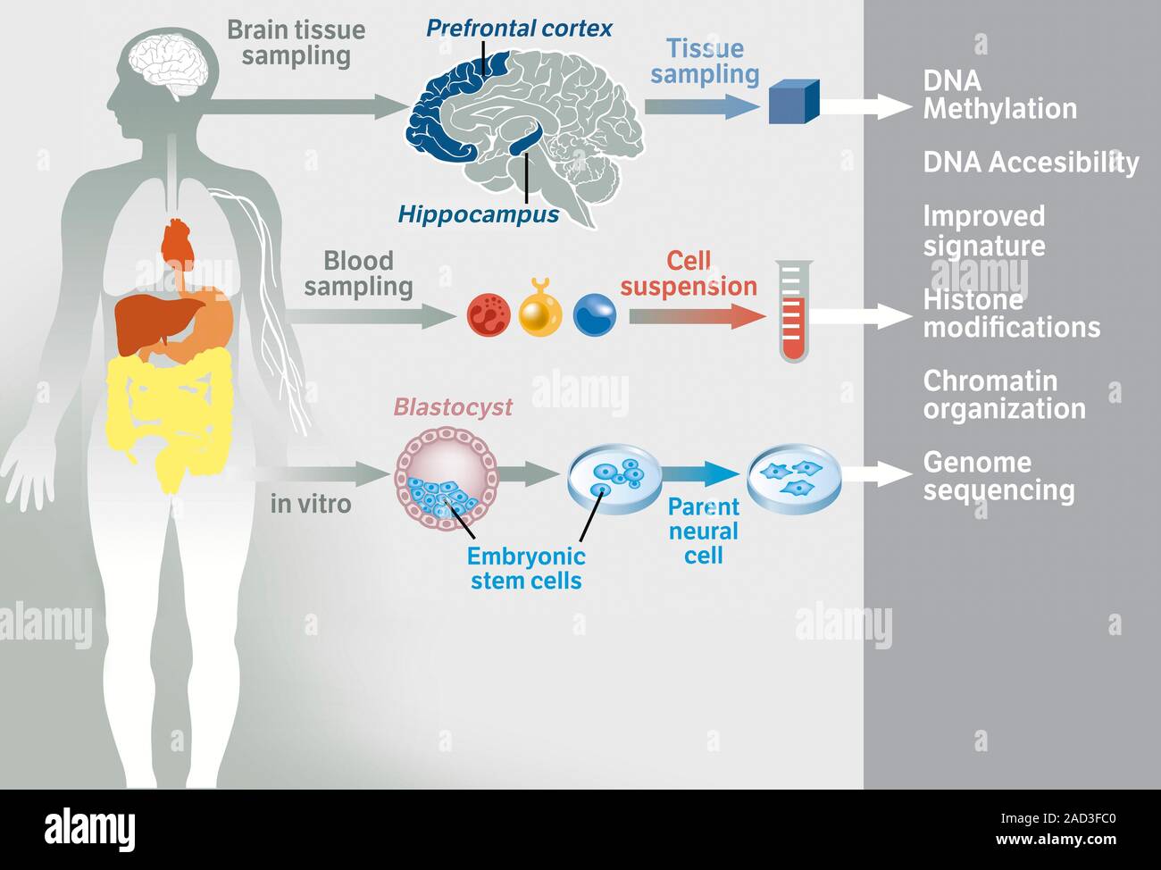 Gene therapy processes. Diagram showing methods used to obtain samples ...