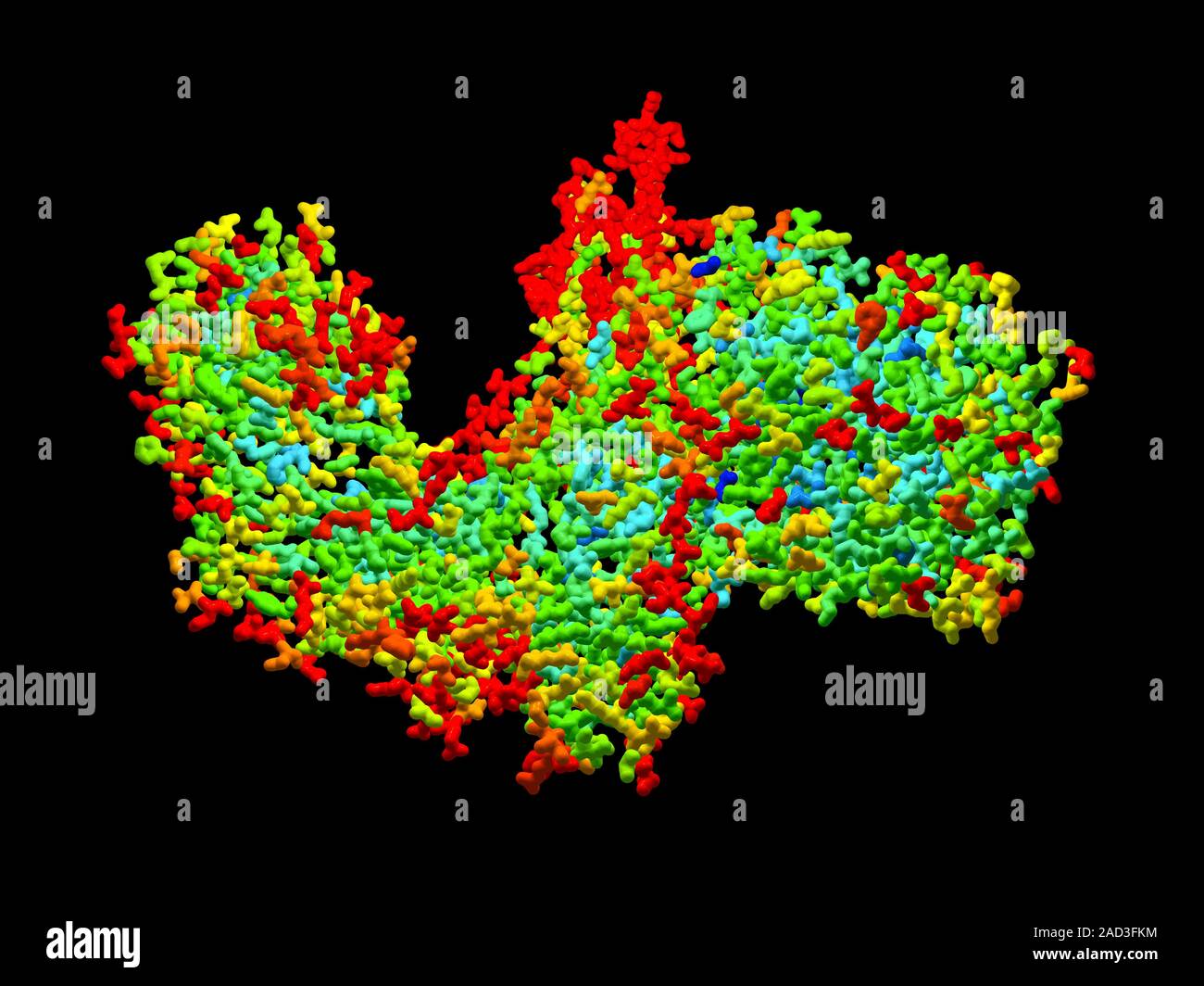 Botulinum neurotoxin type A molecule. Computer model showing the ...