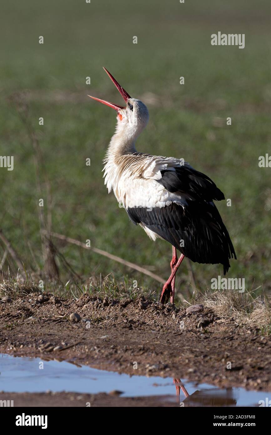 Stork in grassland hi-res stock photography and images - Alamy