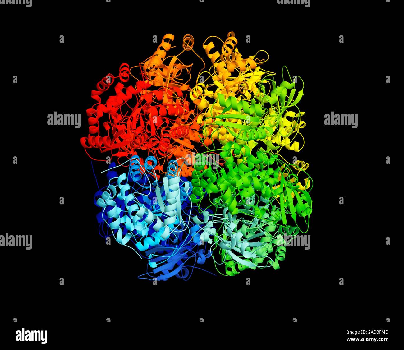 RuBisCO carbon fixation enzyme molecule. Computer model showing the ...