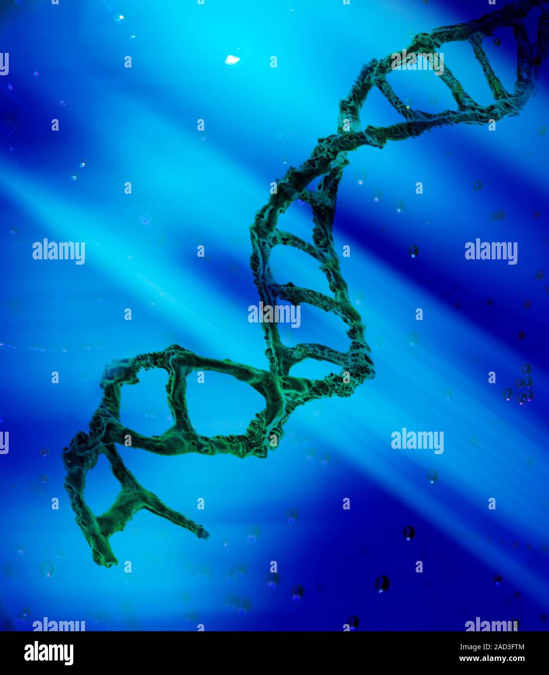 DNA molecule. Computer illustration of a double stranded DNA ...