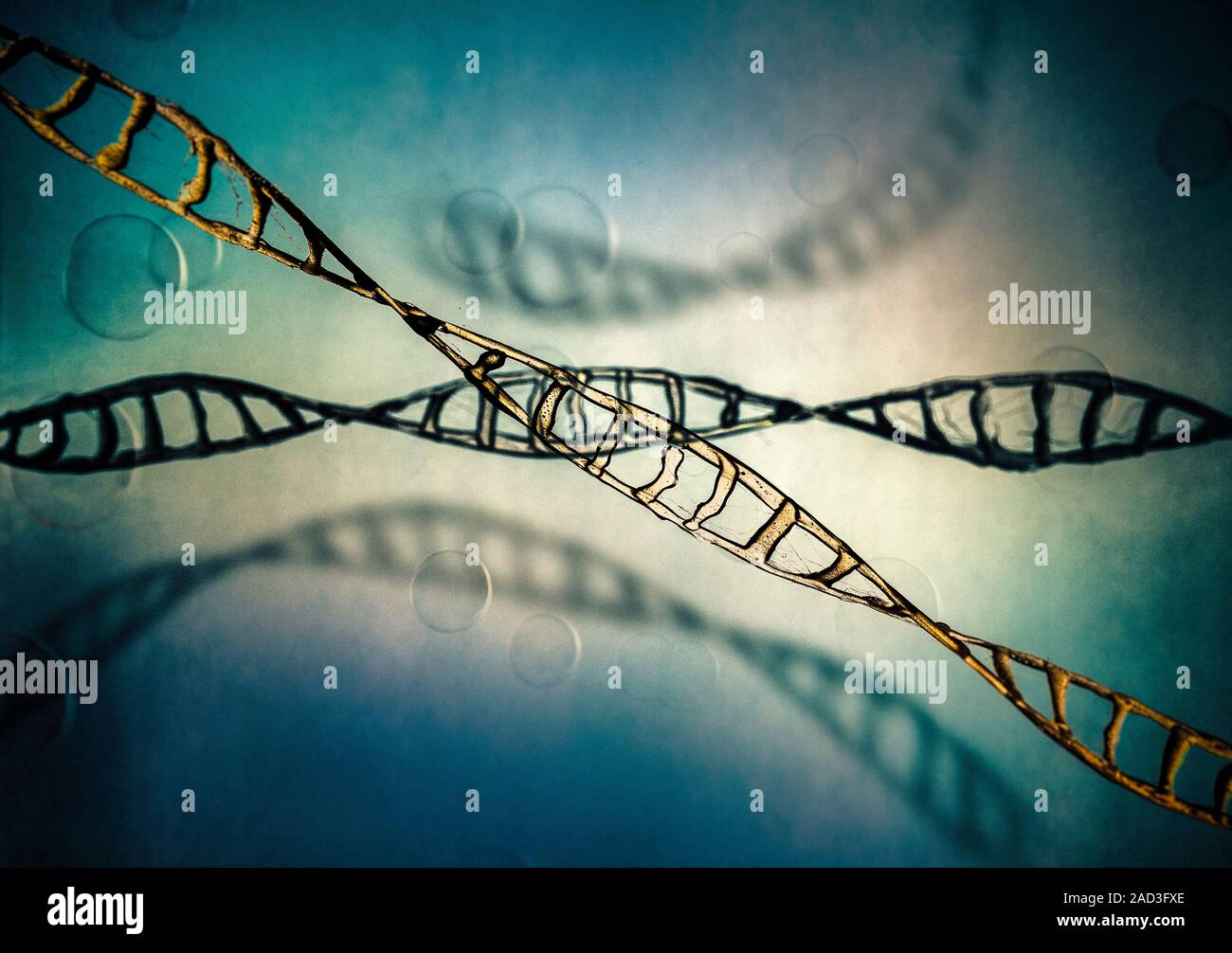 DNA molecules. Computer illustration of two double stranded DNA ...