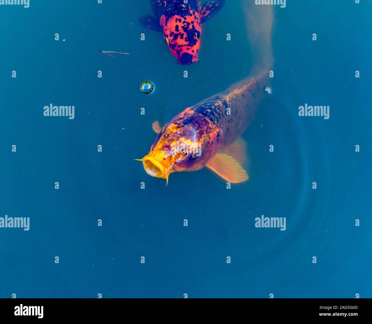 A Koi fish breaks the surface of a pond and looks around Stock Photo ...