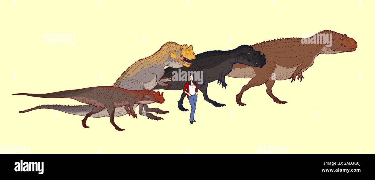 Ceratosaurus Vs Carnotaurus