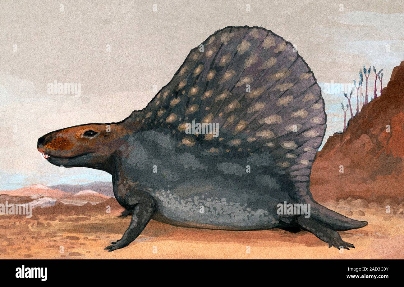 Dimetrodon, computer illustration. Dimetrodon were the dominant land ...