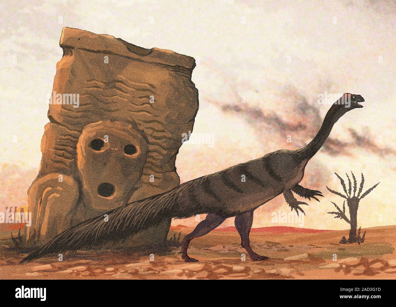 Plateosaurus dinosaur. Computer illustration of a Plateosaurus sp ...
