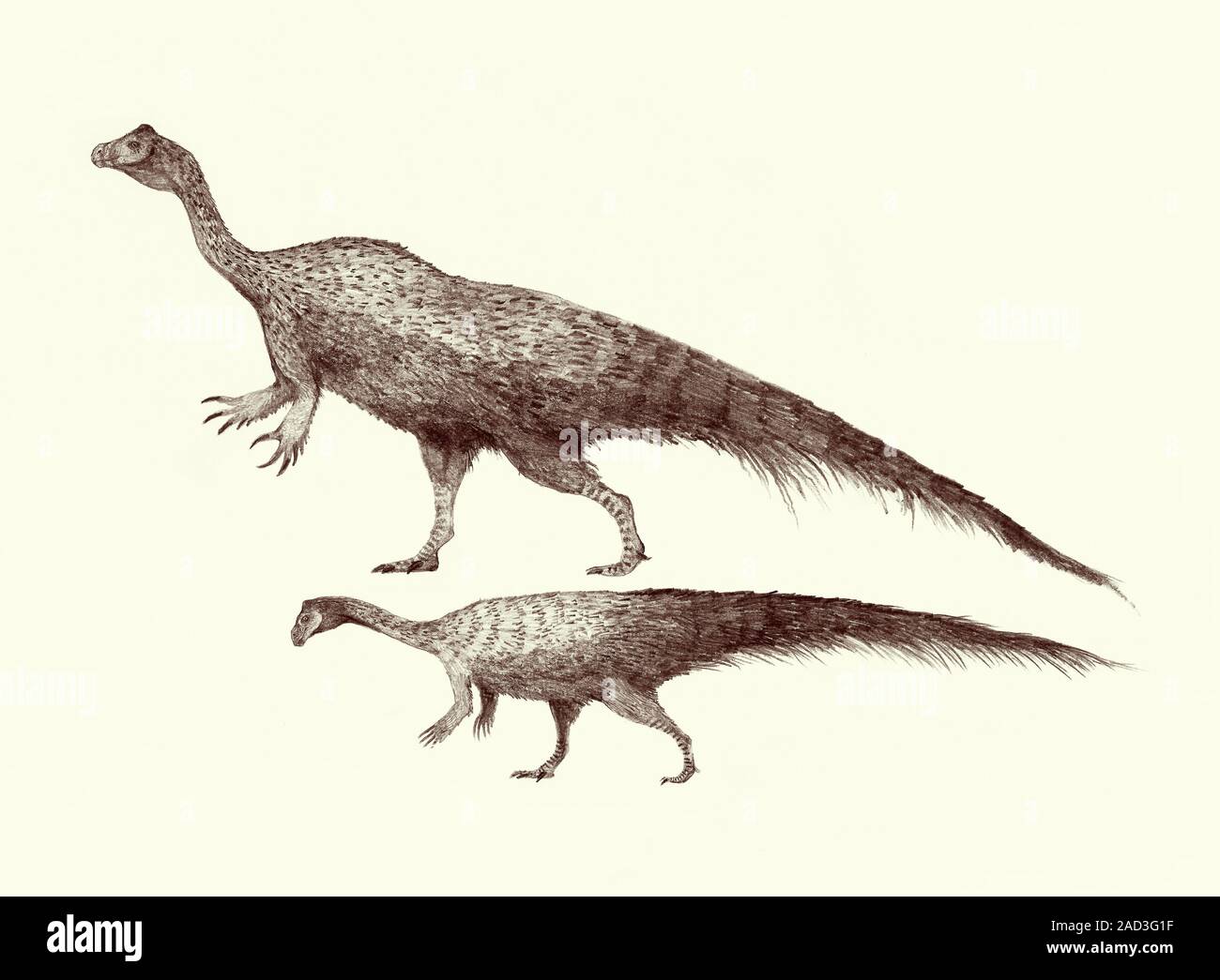 Plateosaurus dinosaurs. Computer illustration of two differently sized ...