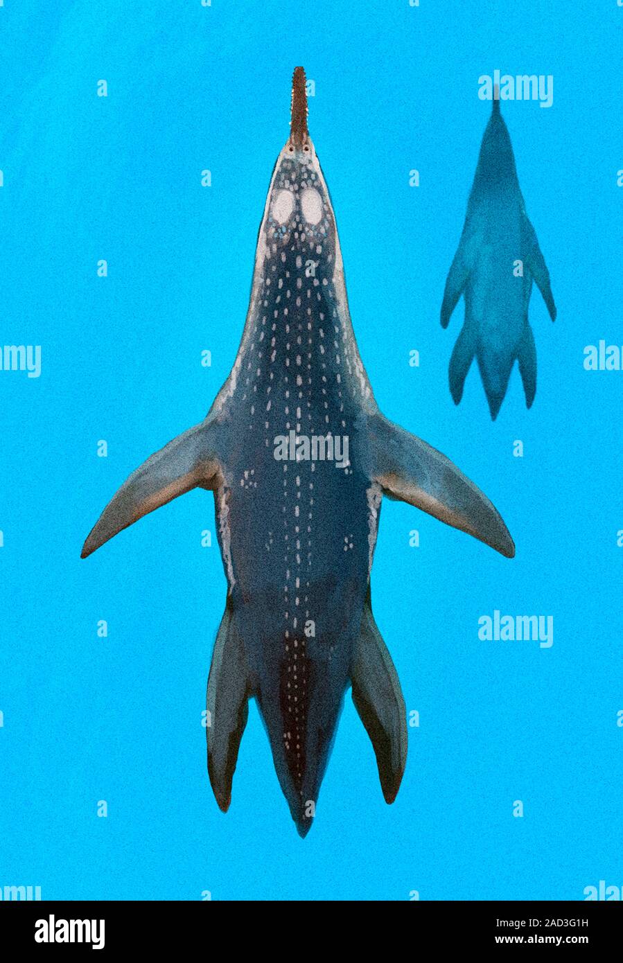 Polycotylus marine dinosaur. Computer illustration showing an ...