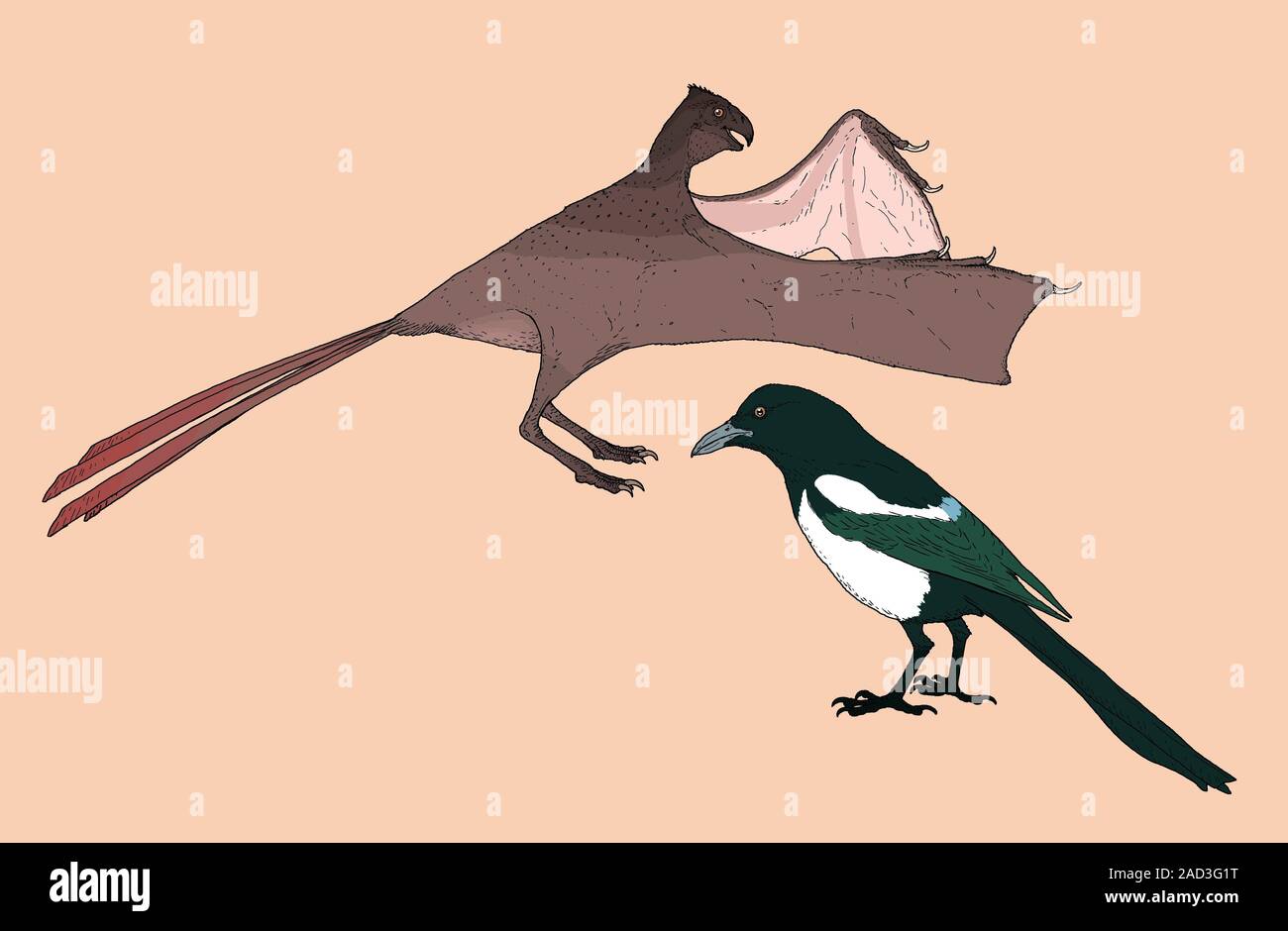 Yi qi dinosaur size comparison. Computer illustration comparing the ...