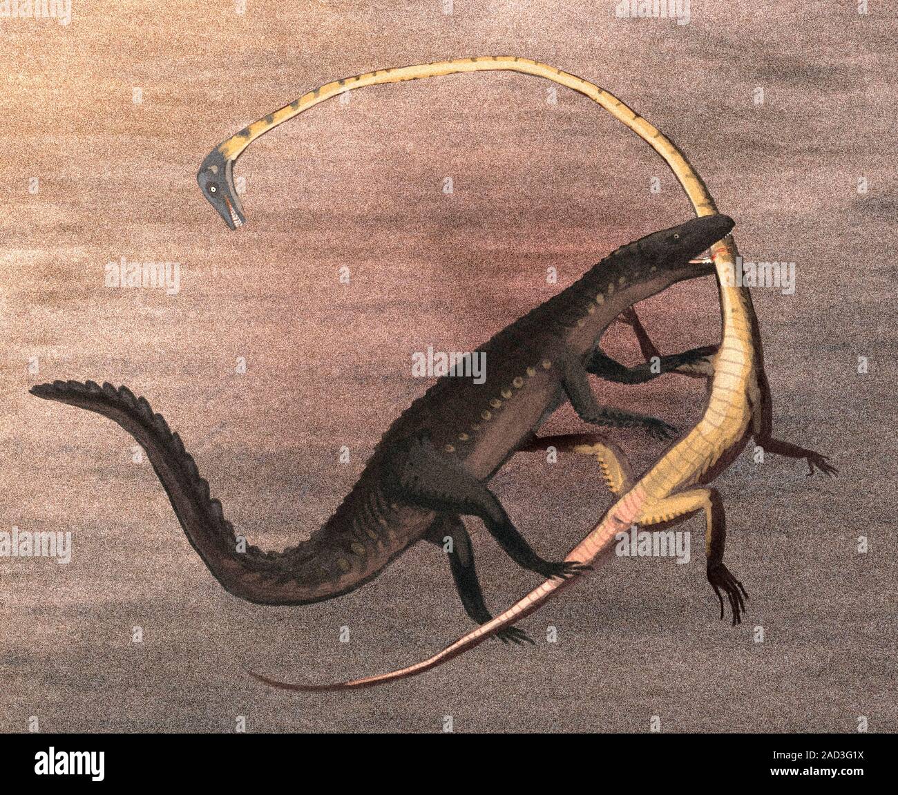 Ticinosuchus and tanystropheus fighting. Computer illustration of ...