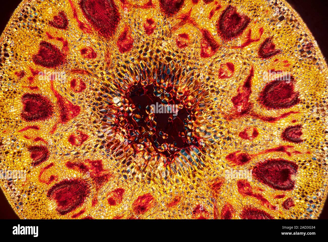 Polarised light micrograph of cross section of stem of barley (Hordeum ...