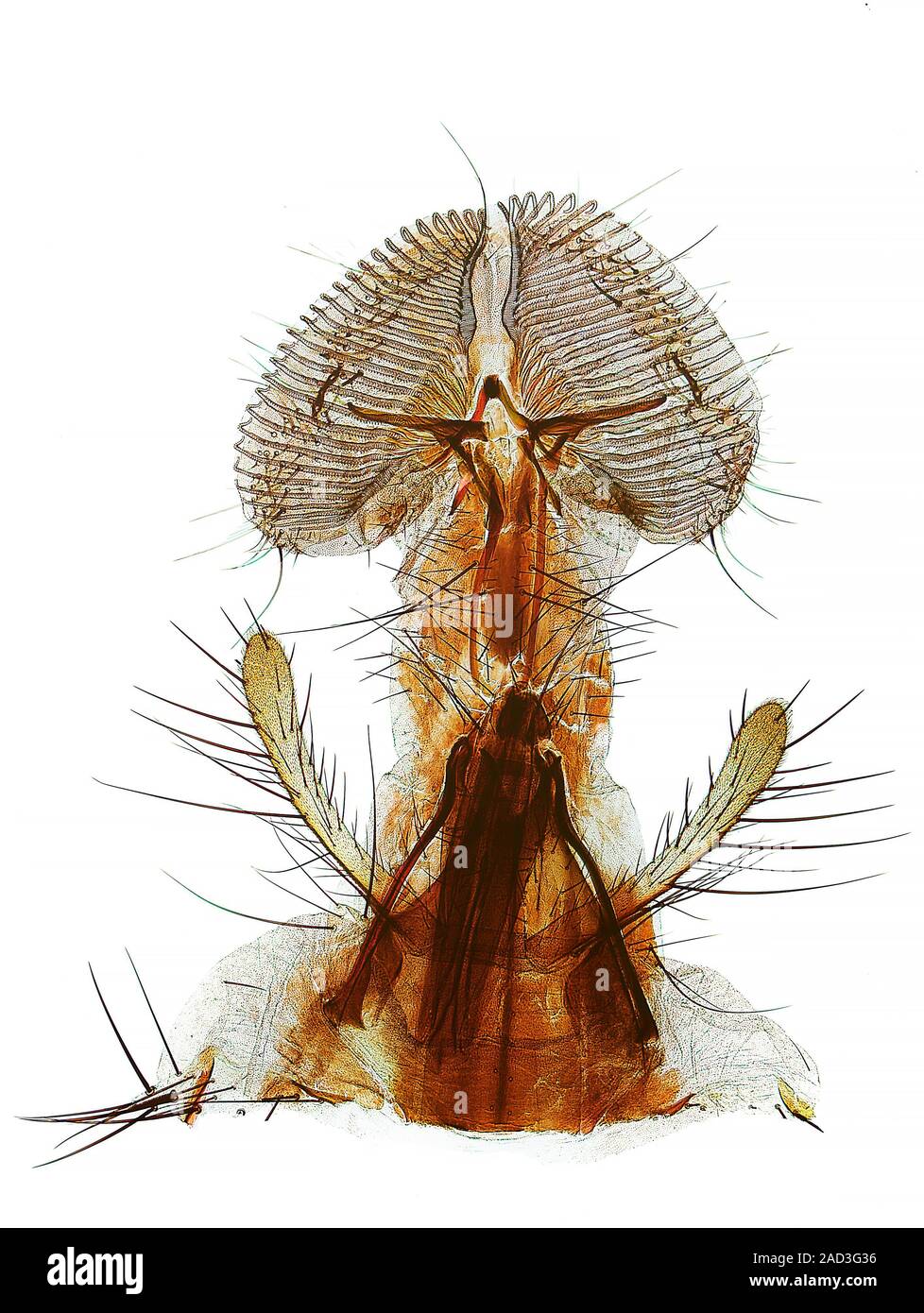 Polarised light micrograph of the mouthparts, or proboscis, of a ...