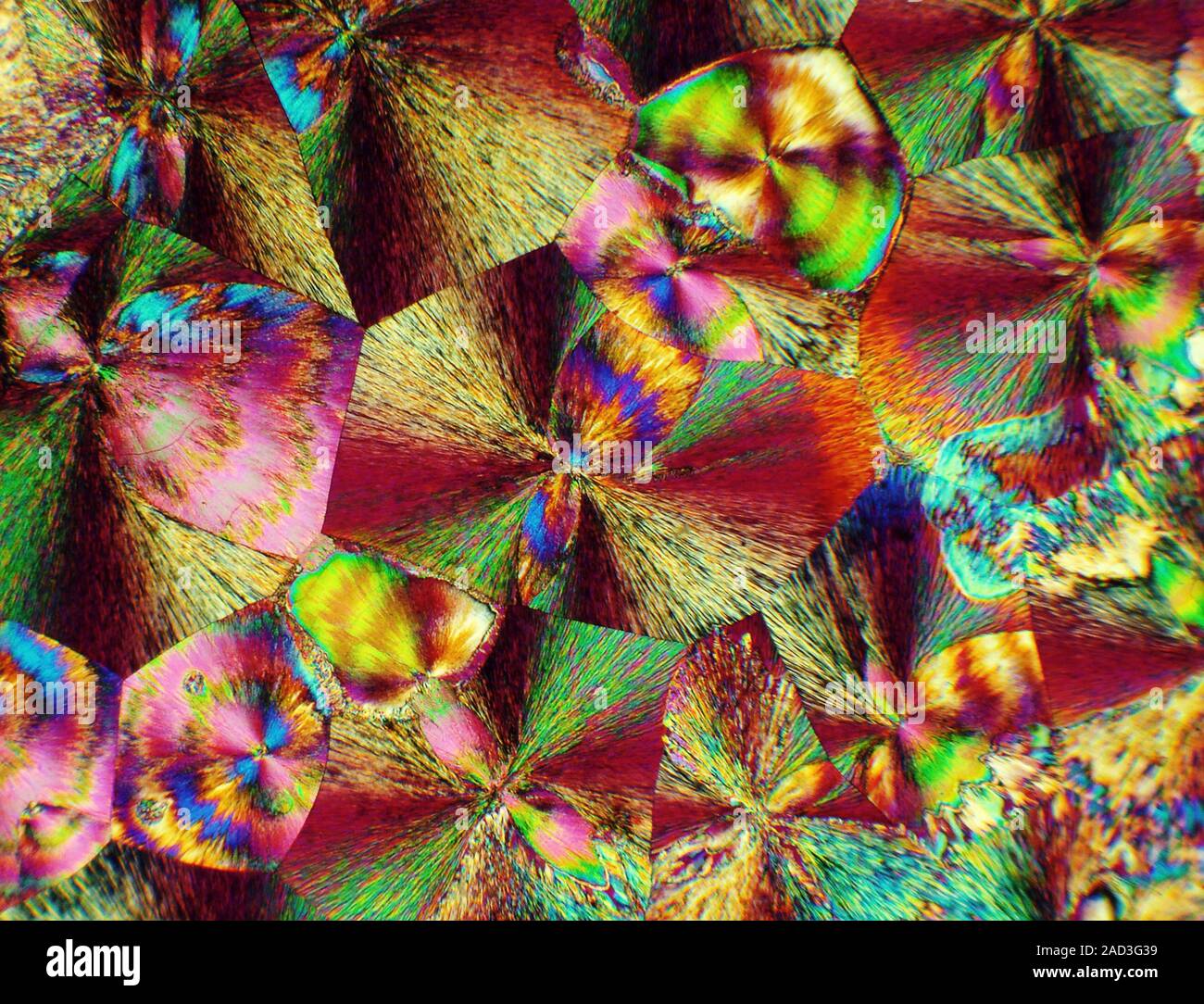 Polarised light micrograph of cinchonidine (C19H22N2O) which is one of ...