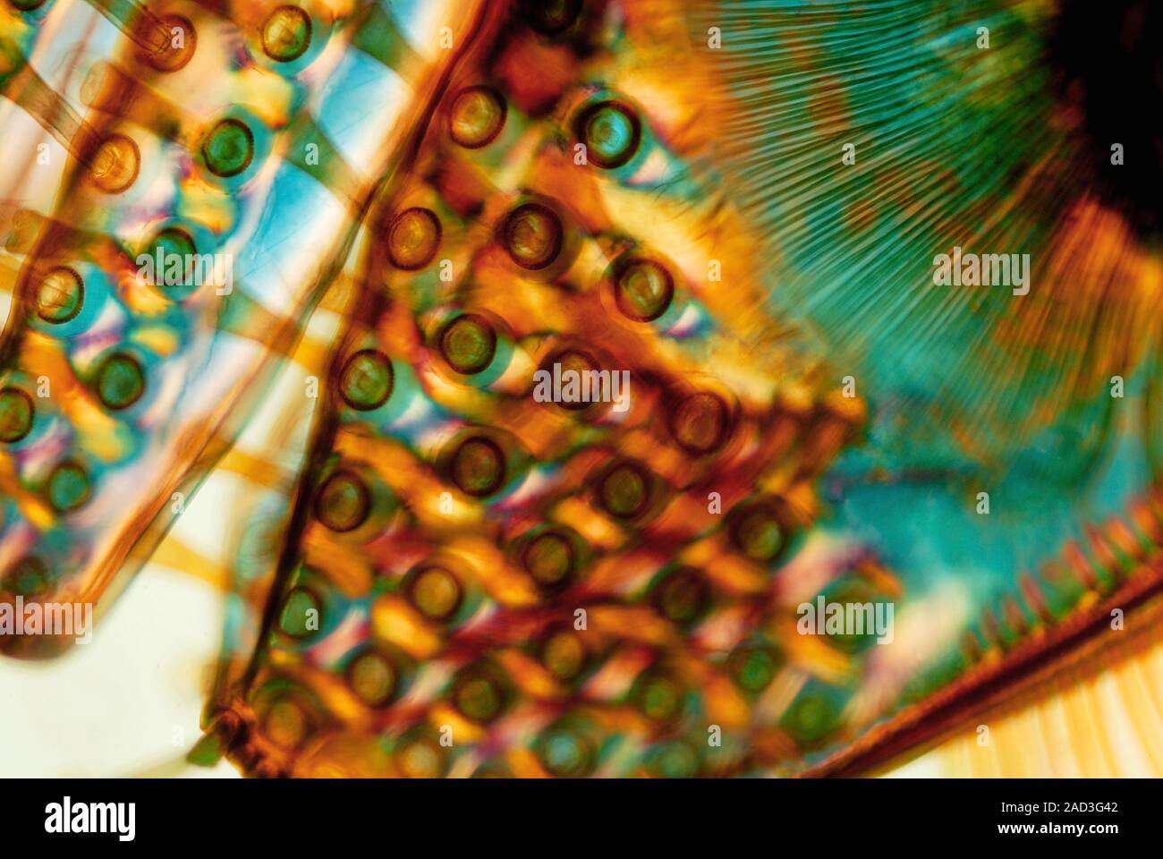 Polarised light micrograph of elaborate suckers found on the tarsus of ...