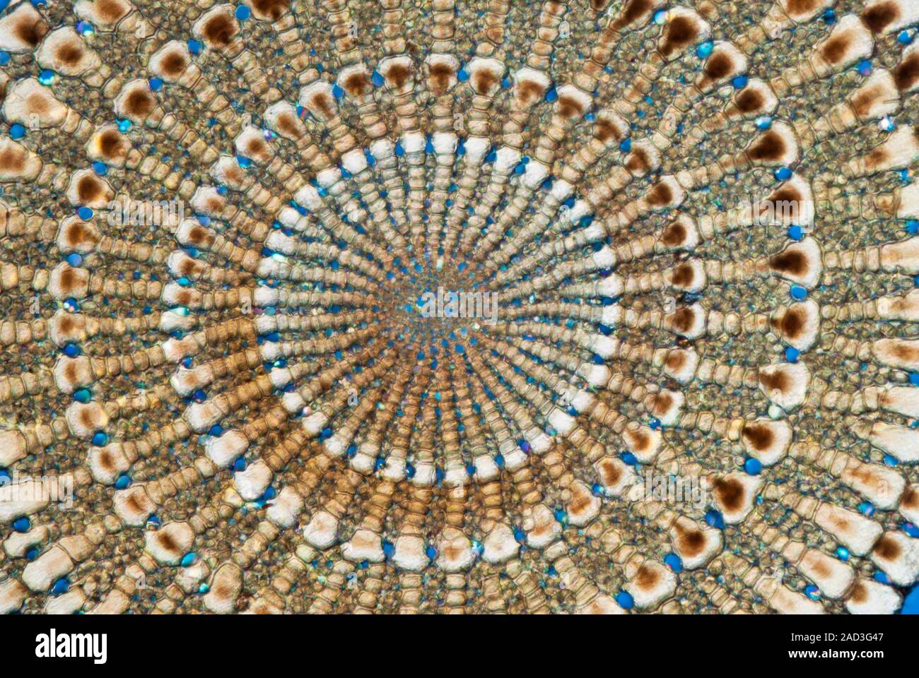 Polarised light micrograph of a spine of a sea urchin (Echinus sp ...