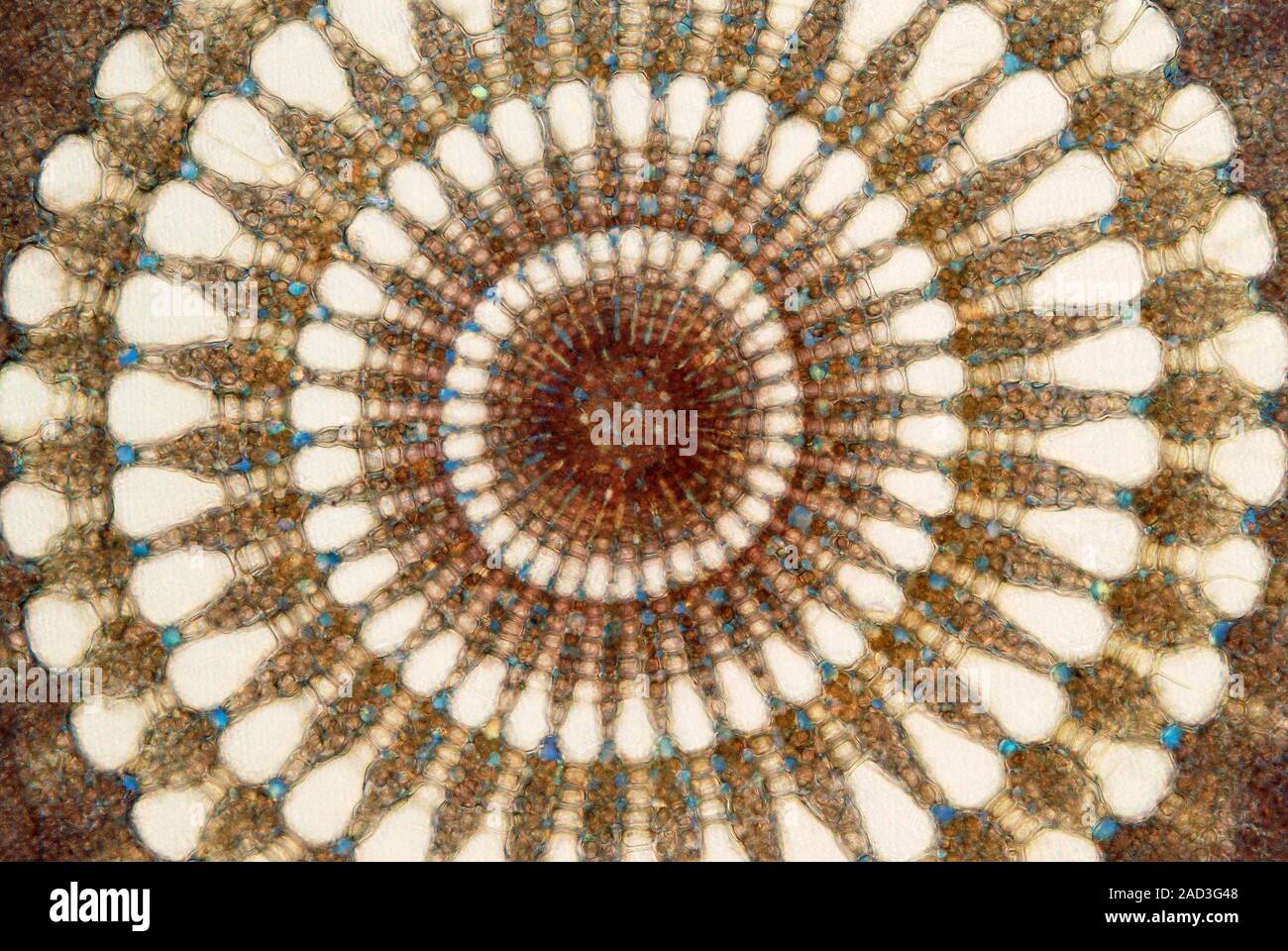 Polarised light micrograph of a spine of a sea urchin (Echinus sp ...