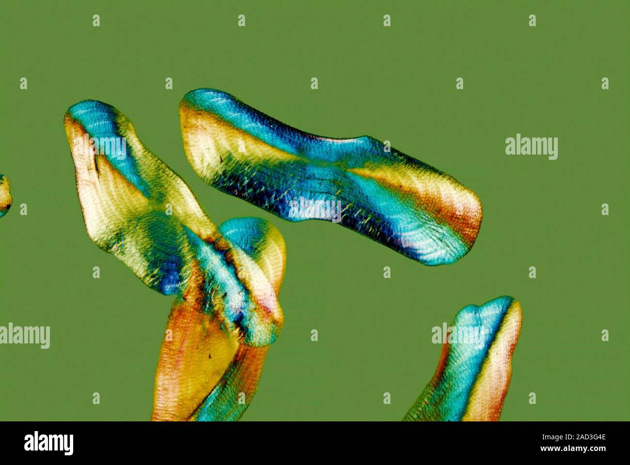 Polarised light microscopy of an eel (Anguilla sp.) scale. Unlike the ...