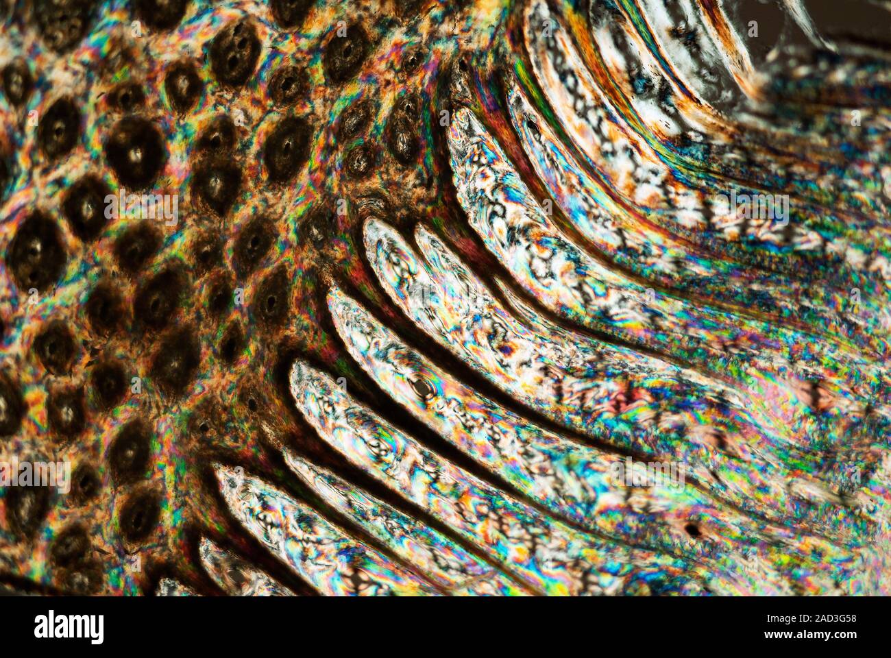Polarised light microscopy of transverse (left) and longitudinal (right ...