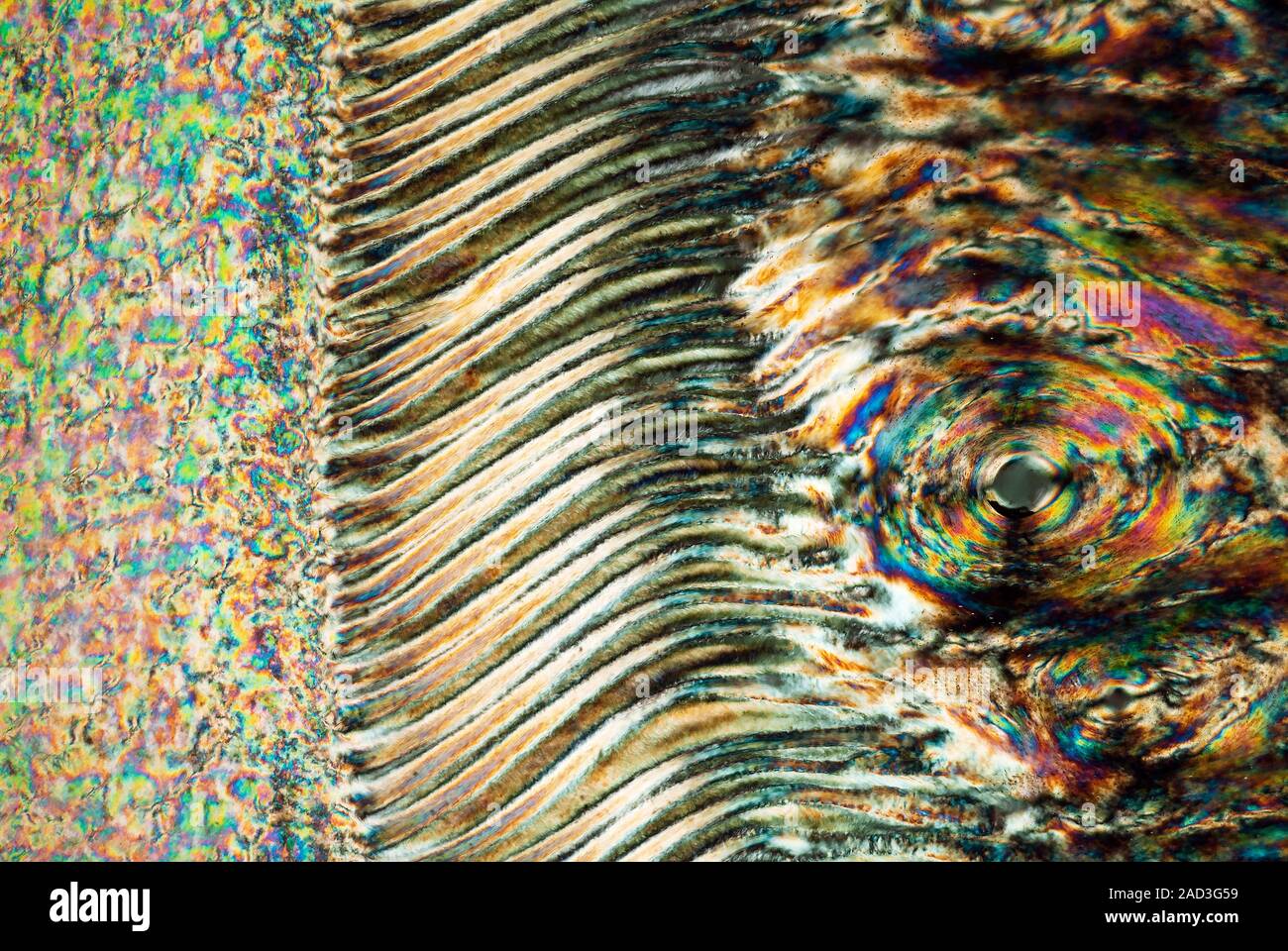 Polarised light microscopy of a longitudinal section of the hoof of a ...