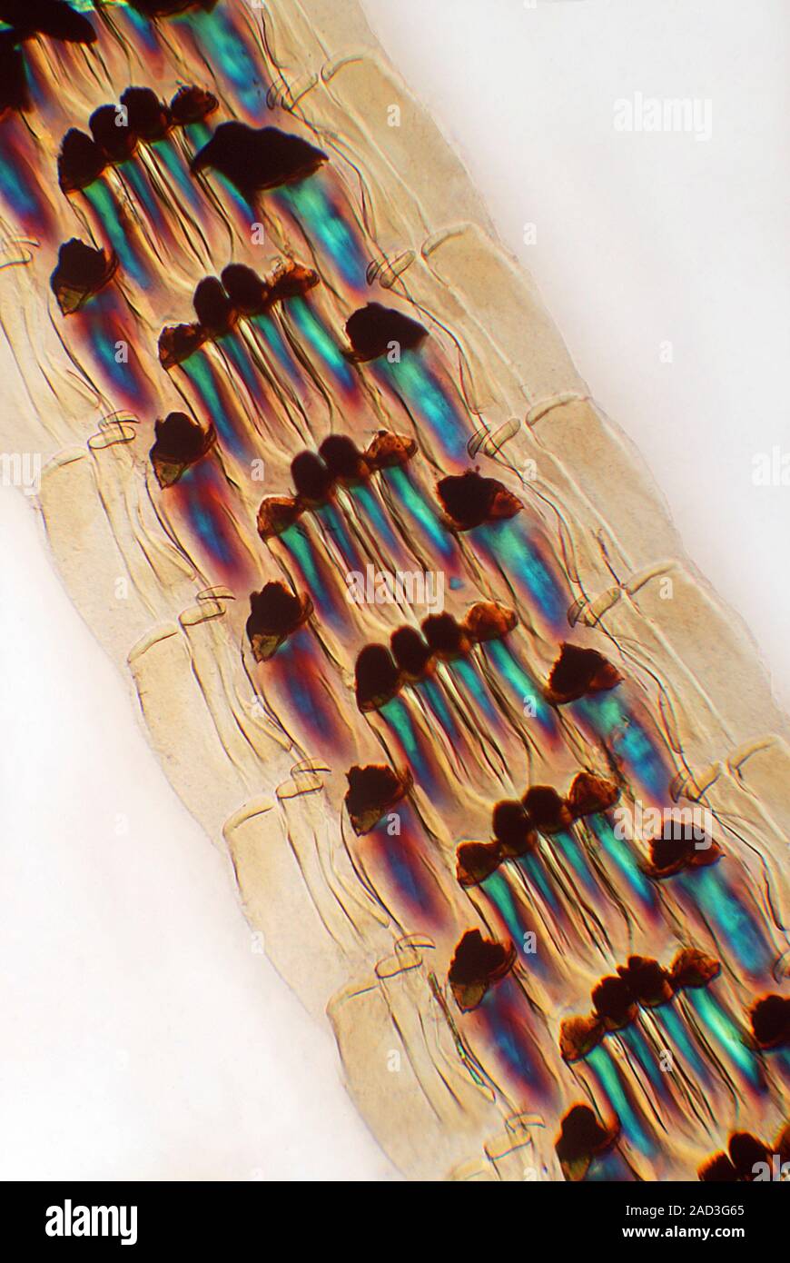 Polarised light microscopy of the tongue, or radula, of the common ...